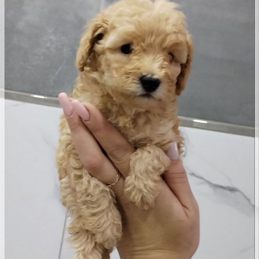 Той-пудель, щенок