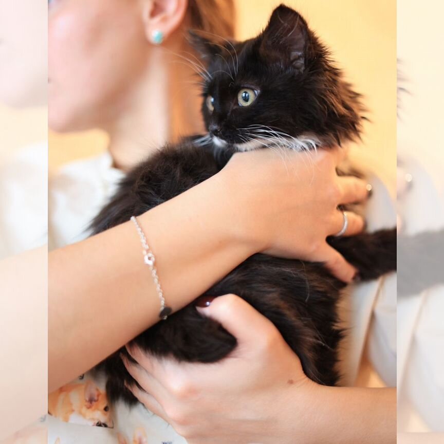 Котенок в поисках заботливого человека