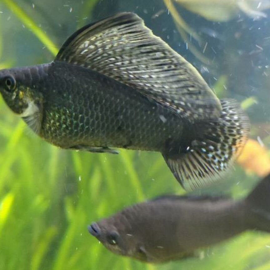 Аквариумные рыбки