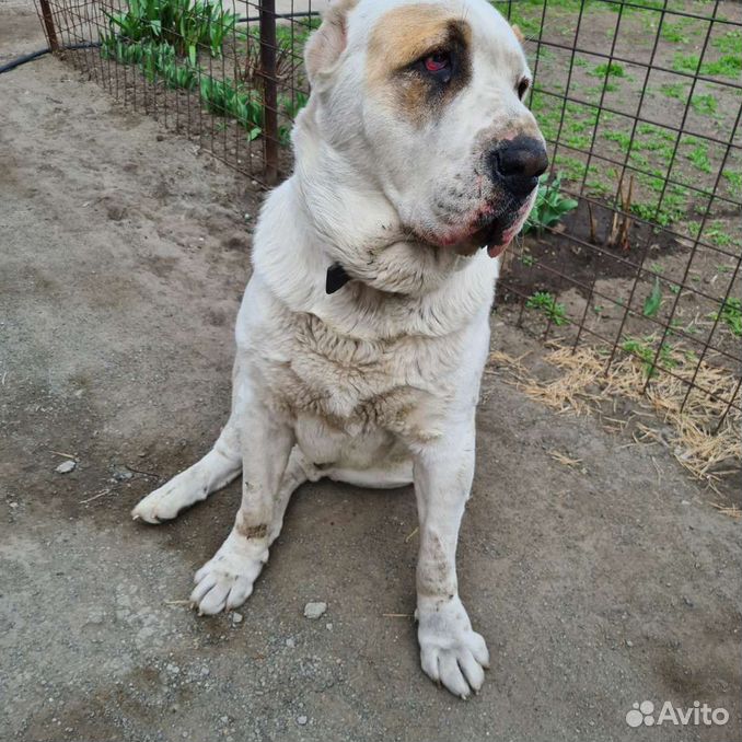 Среднеазиатская овчарка алабай вязка