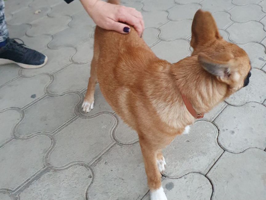 Потеряшка собака