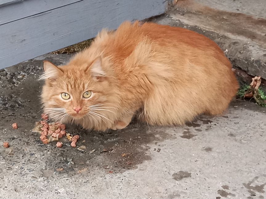 Кот