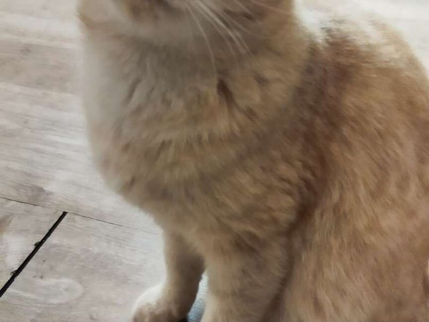 Шотландский кот