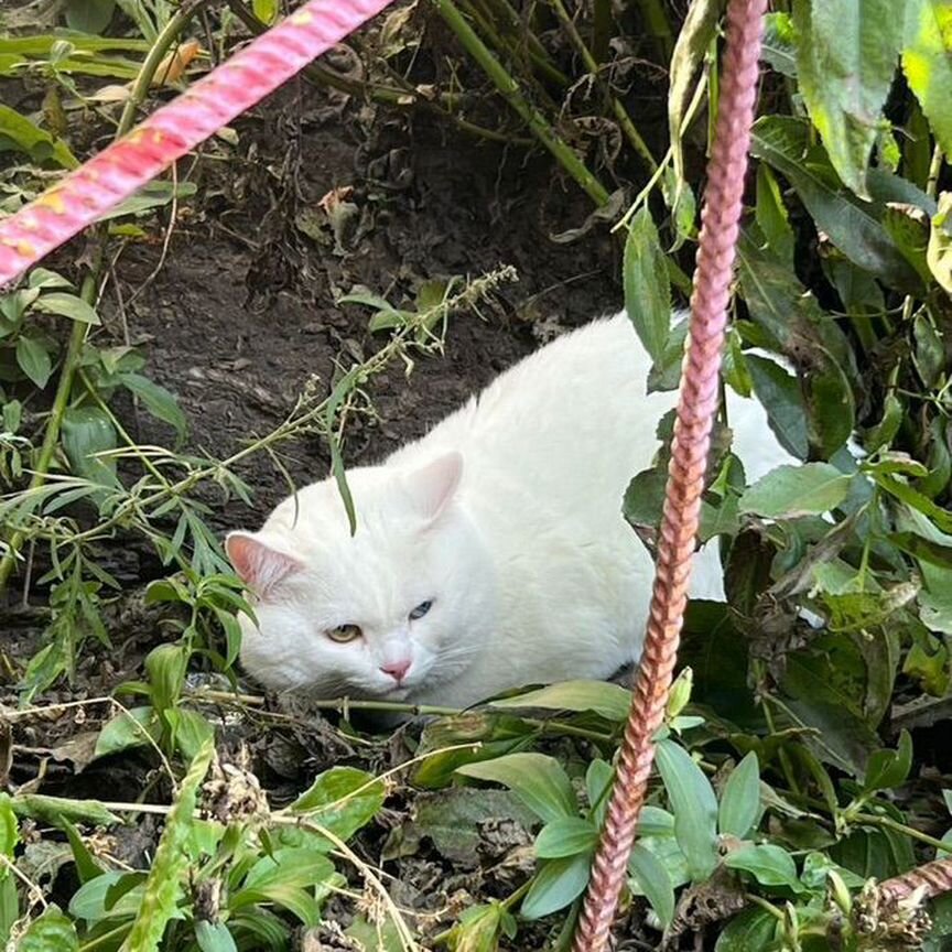 Белый котик