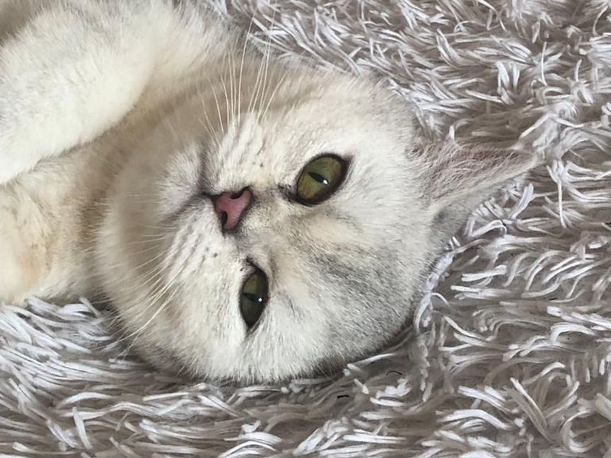 Британские котята