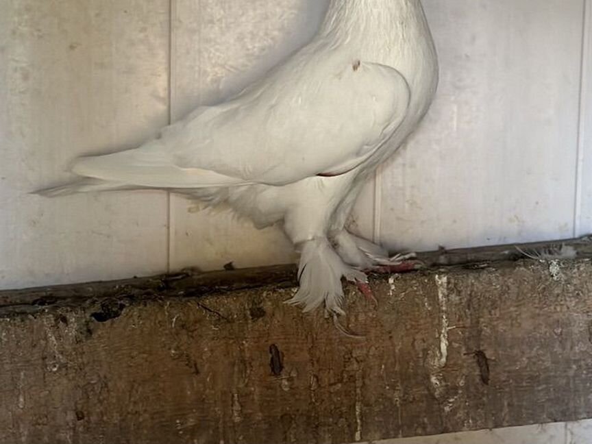 Продажа голубей