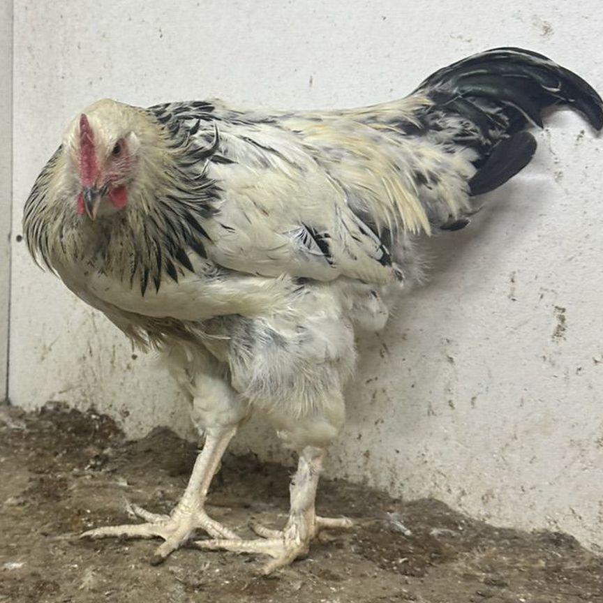 Петух брама