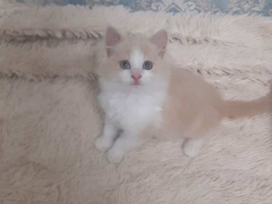 Брошенные котята ищут дом