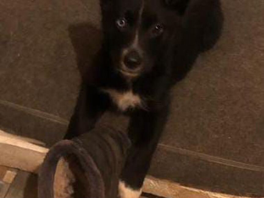 Щенок с высоким интеллектом