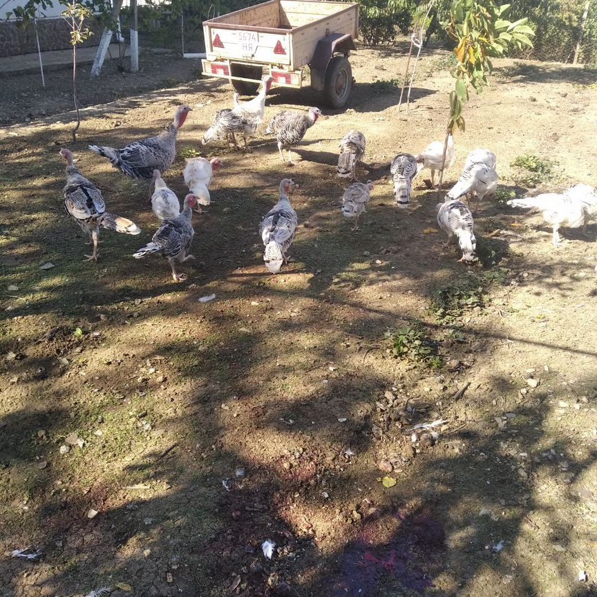 Индюки домашние