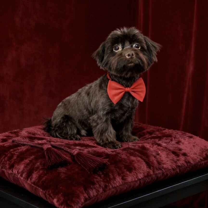 Йоркширский терьер, взрослая собака