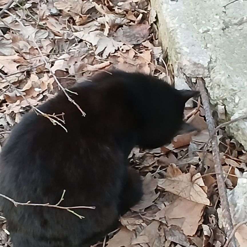 Кошечка
