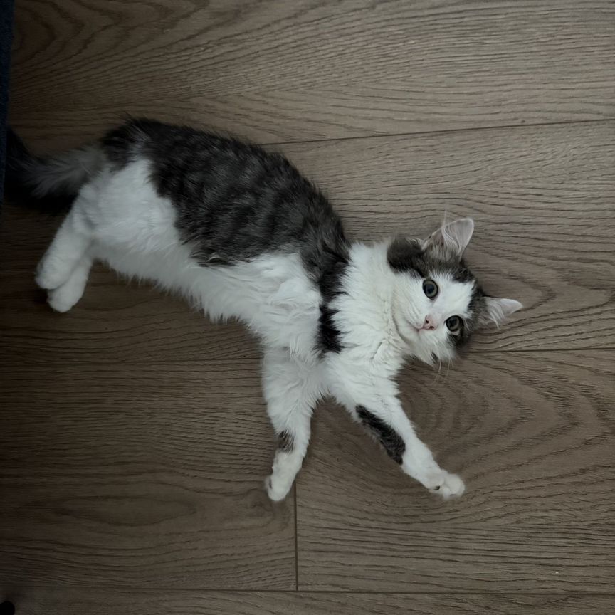 Котёнок в добрые руки