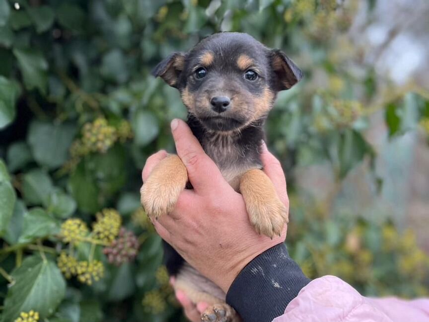 Крохотный щенок в добрые руки