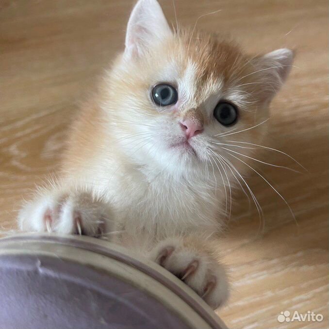 Золотой британец котик