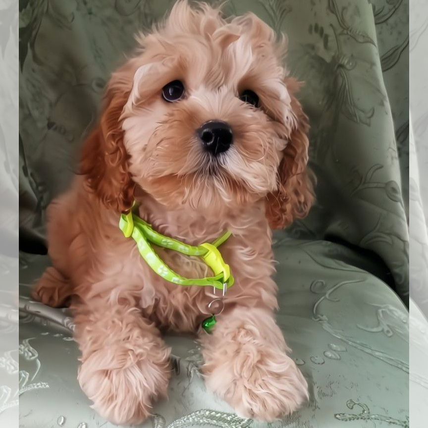 Кокапу, щенок