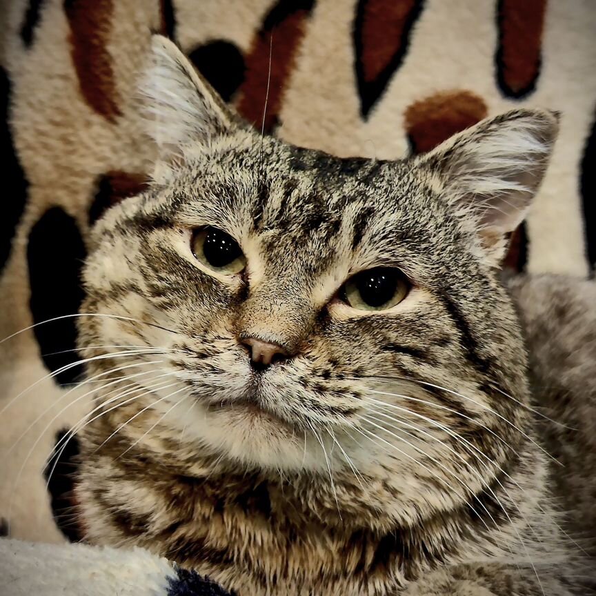 Котик по кличке Кристиан Грей