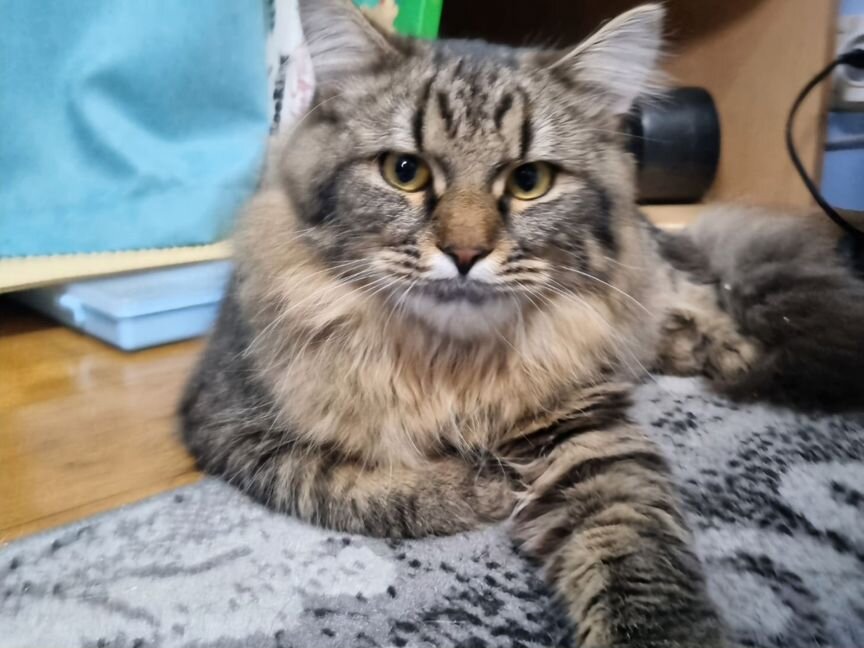 Сибирский молодой котик в дар