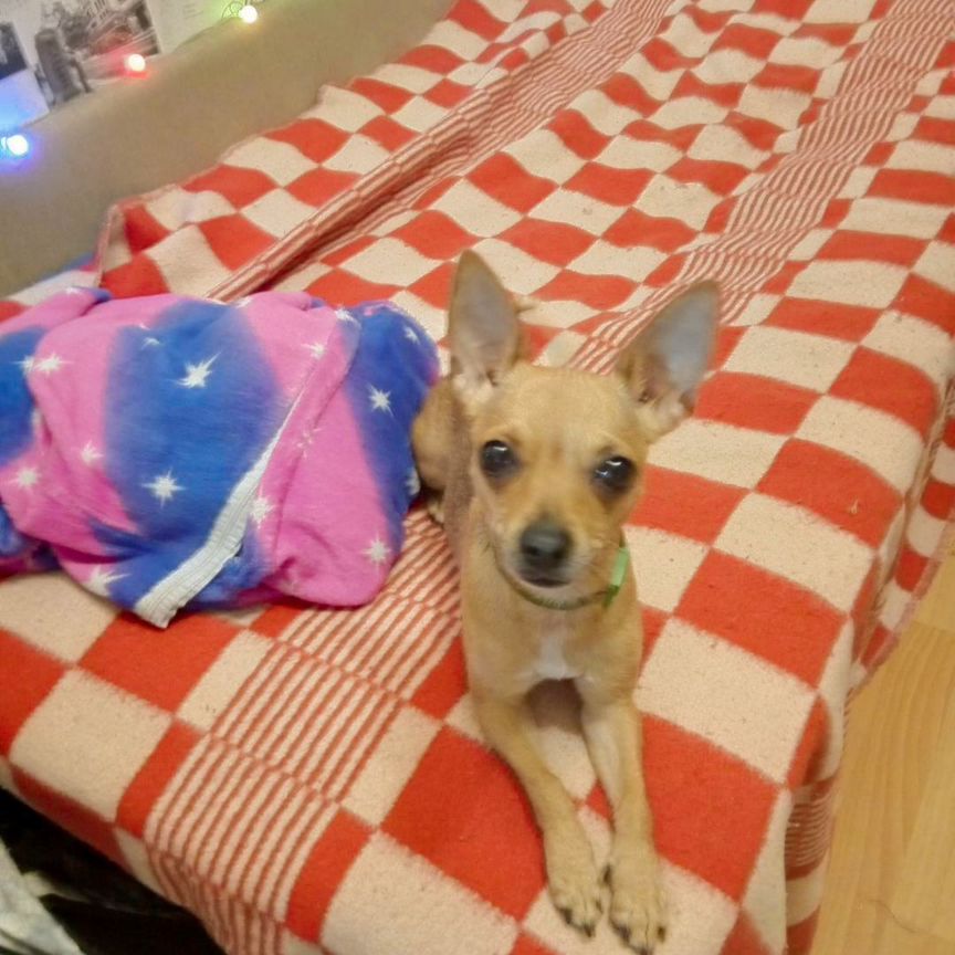 Девочка в добрые руки