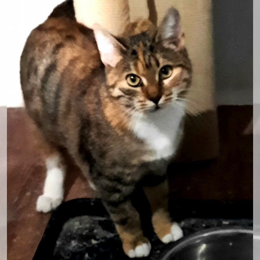 Котёнок в добрые руки