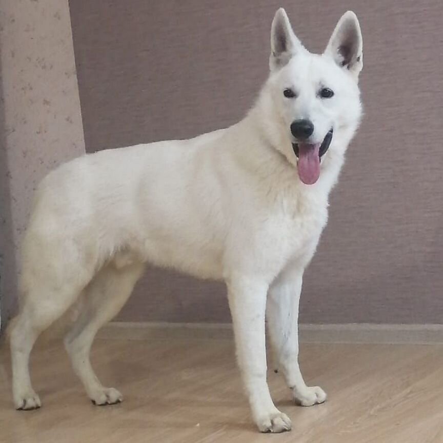 Вязка бшо кобель