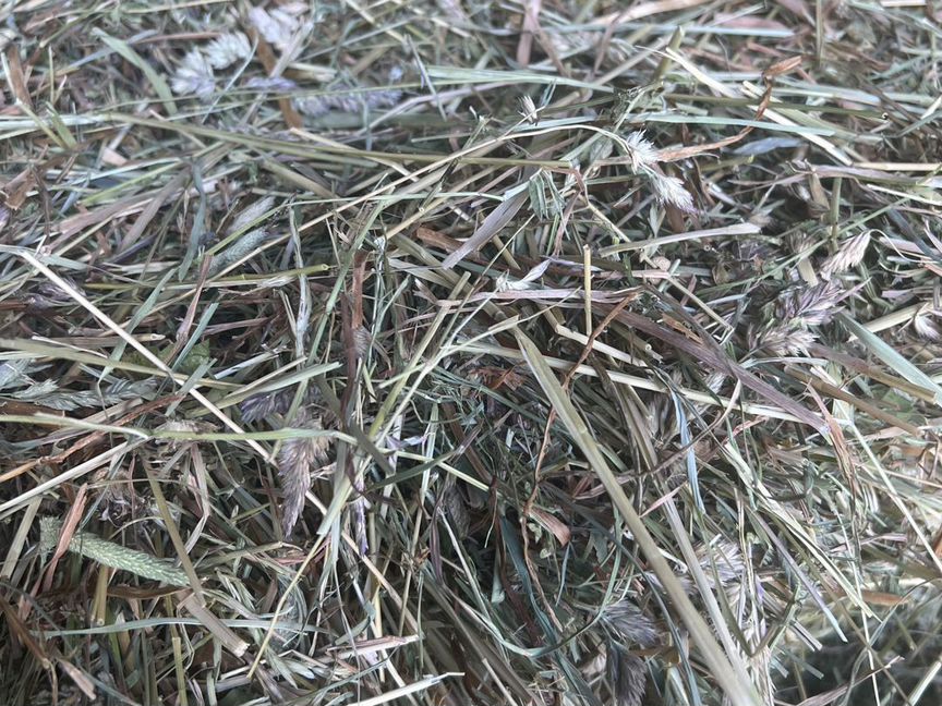 Сено кипованное,сено в рулонах,солома овсяная