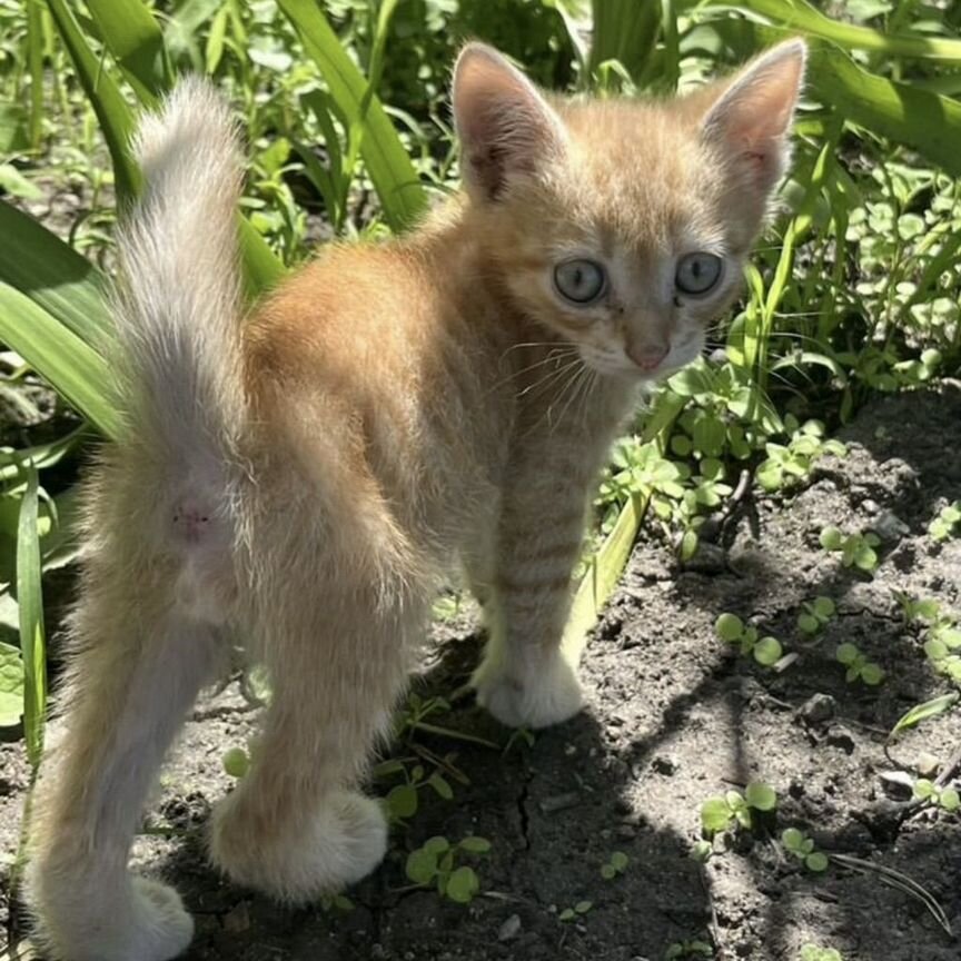 Котёнок в добрые руки