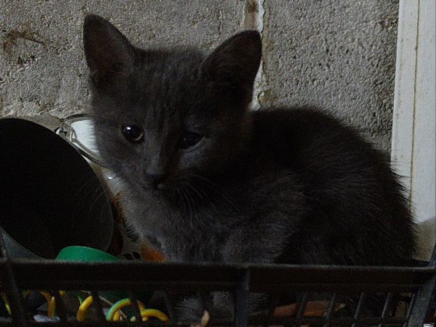 Котята от абисинской кошки