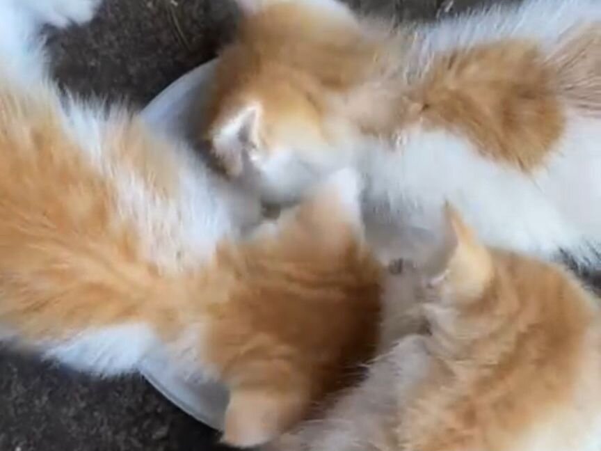 Котята.Подкидыши. Малыши ищут дом