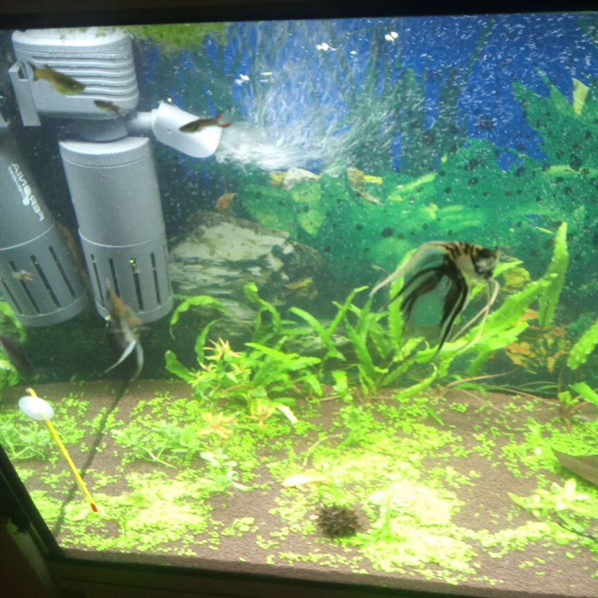 Рыбки гуппи