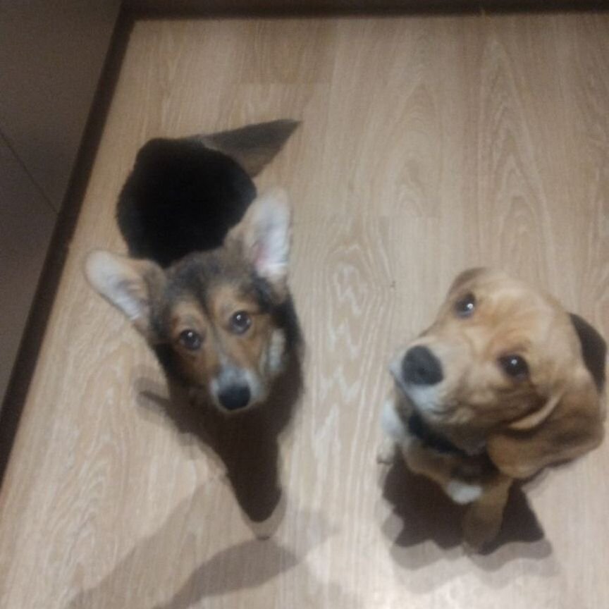 Собаки