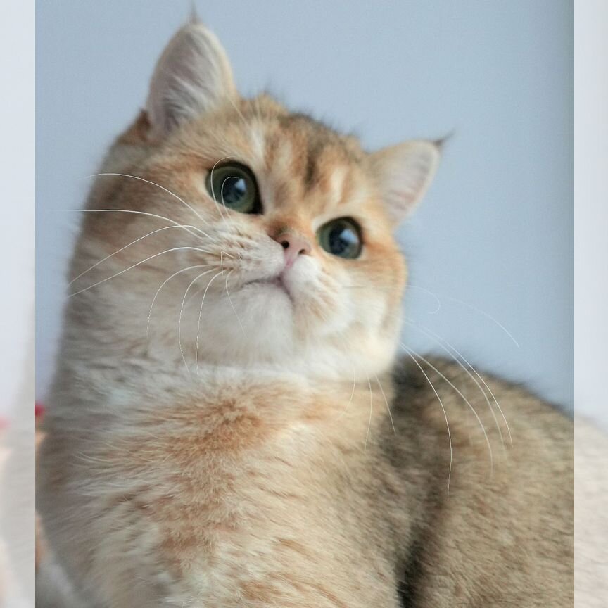 Британский короткошёрстный котёнок