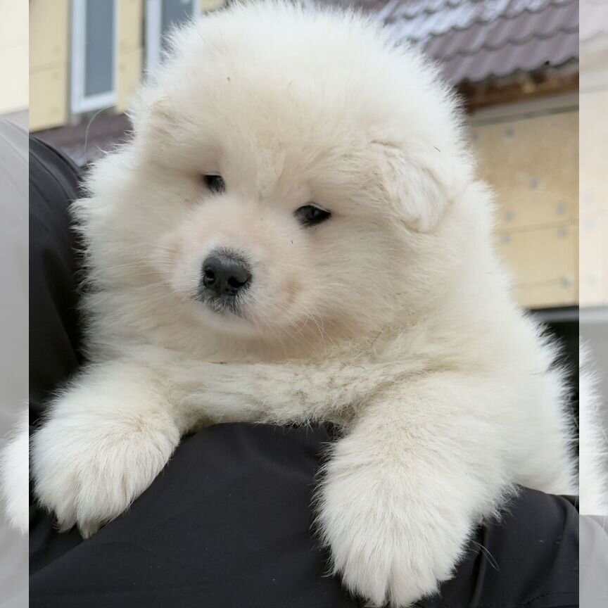 Самоедская собака, щенок