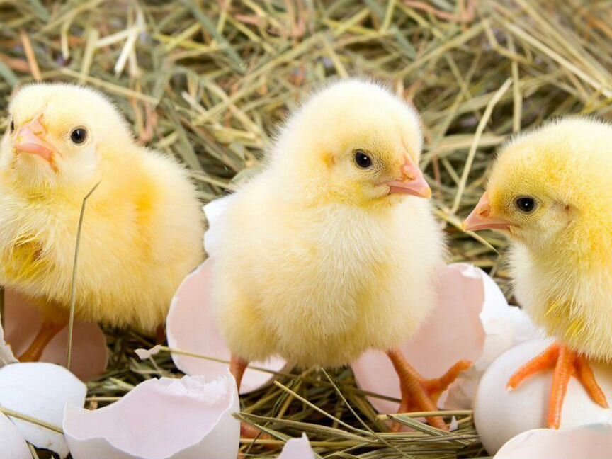 Цыплята домашние