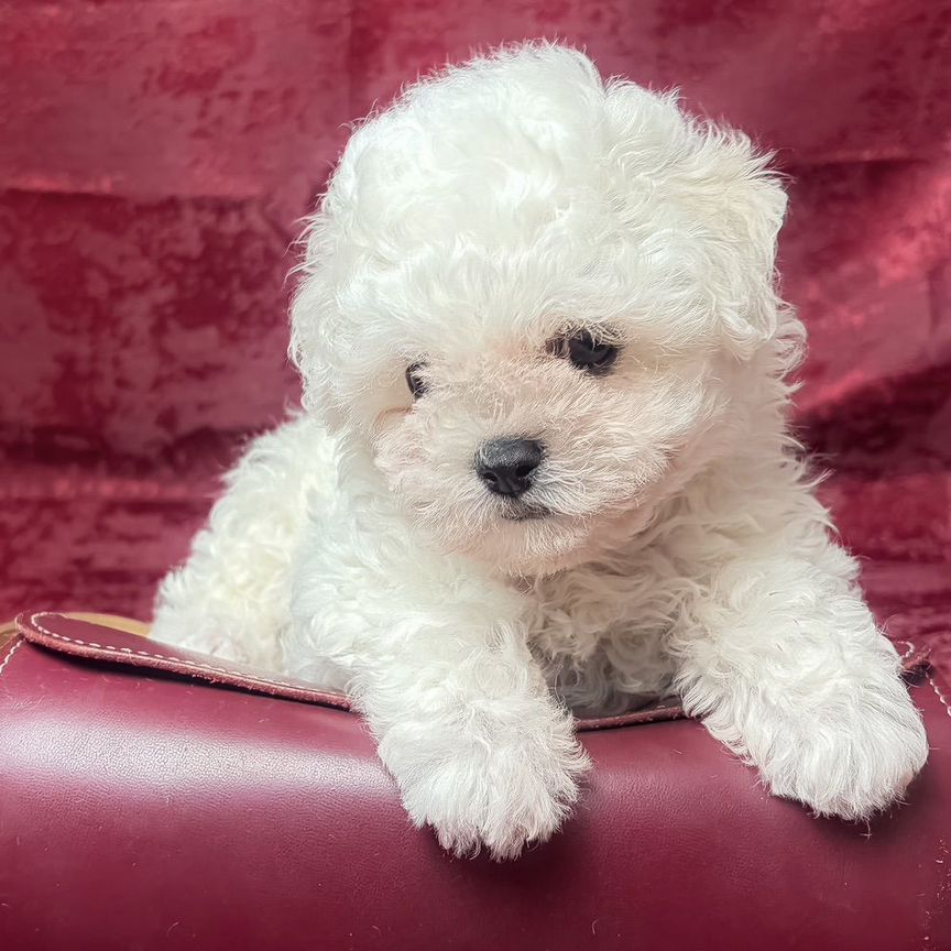 Бишон фризе, щенок