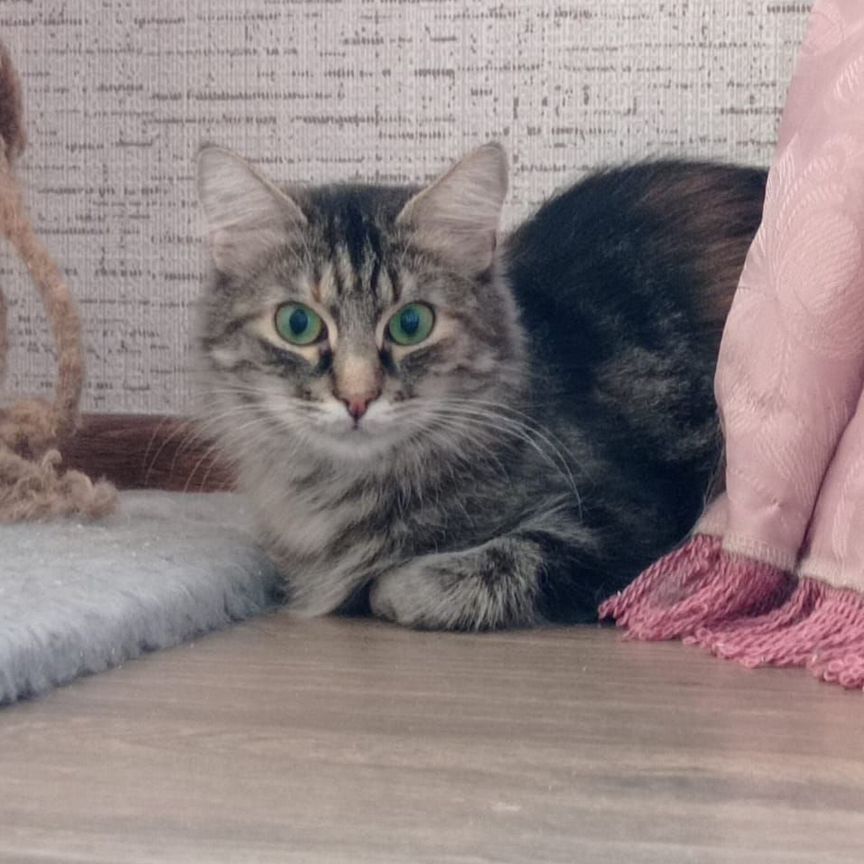 Молодая кошечка, подросток, в добрые руки