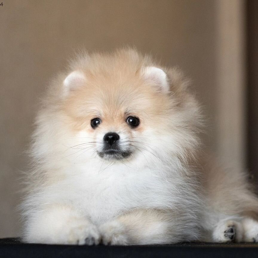 Милая девочка помераночка