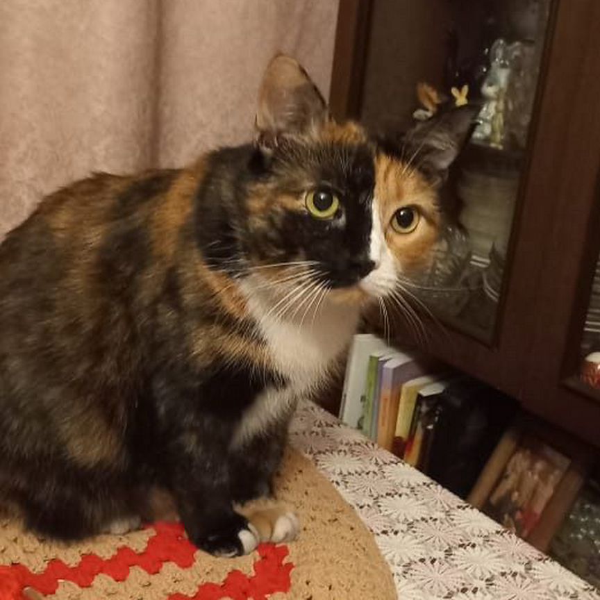 Кошки