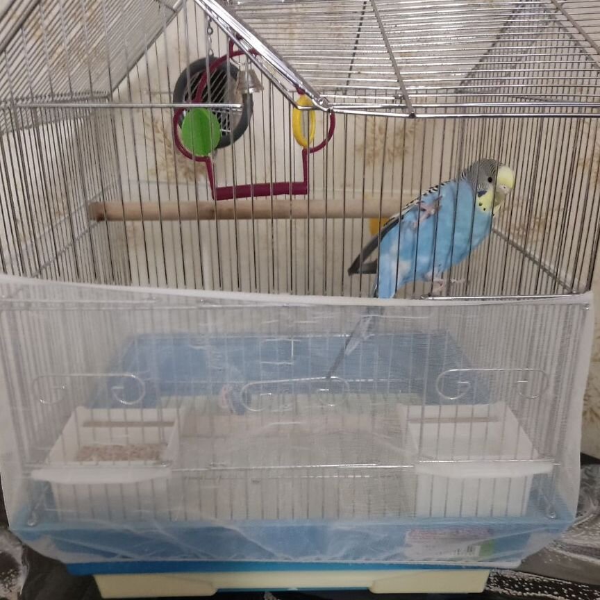 Волнистый попугай девочка