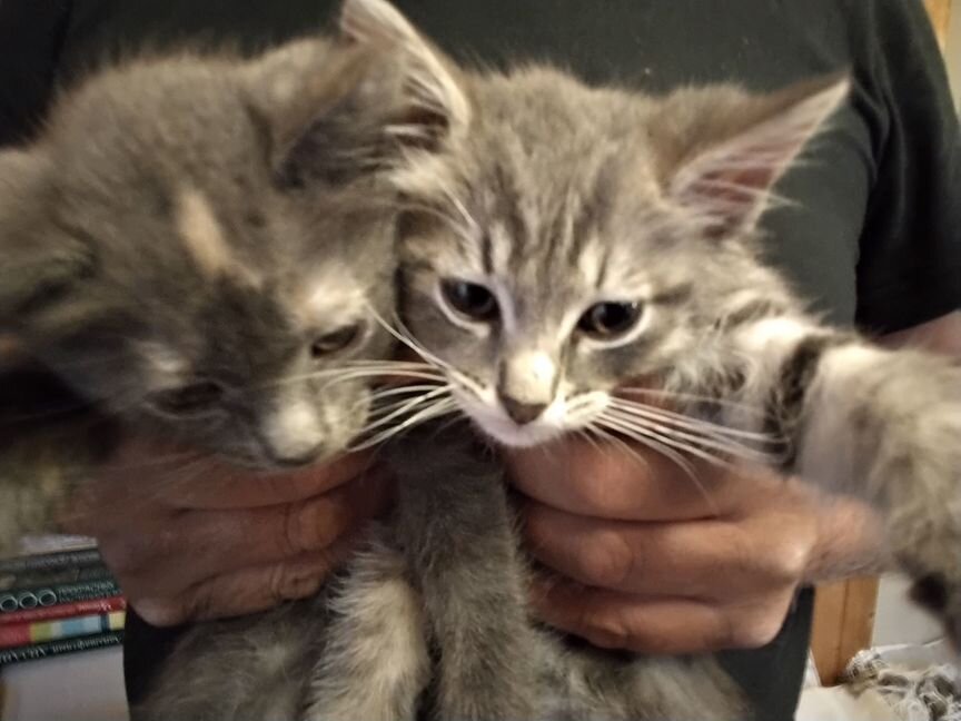 Отдам бесплатно