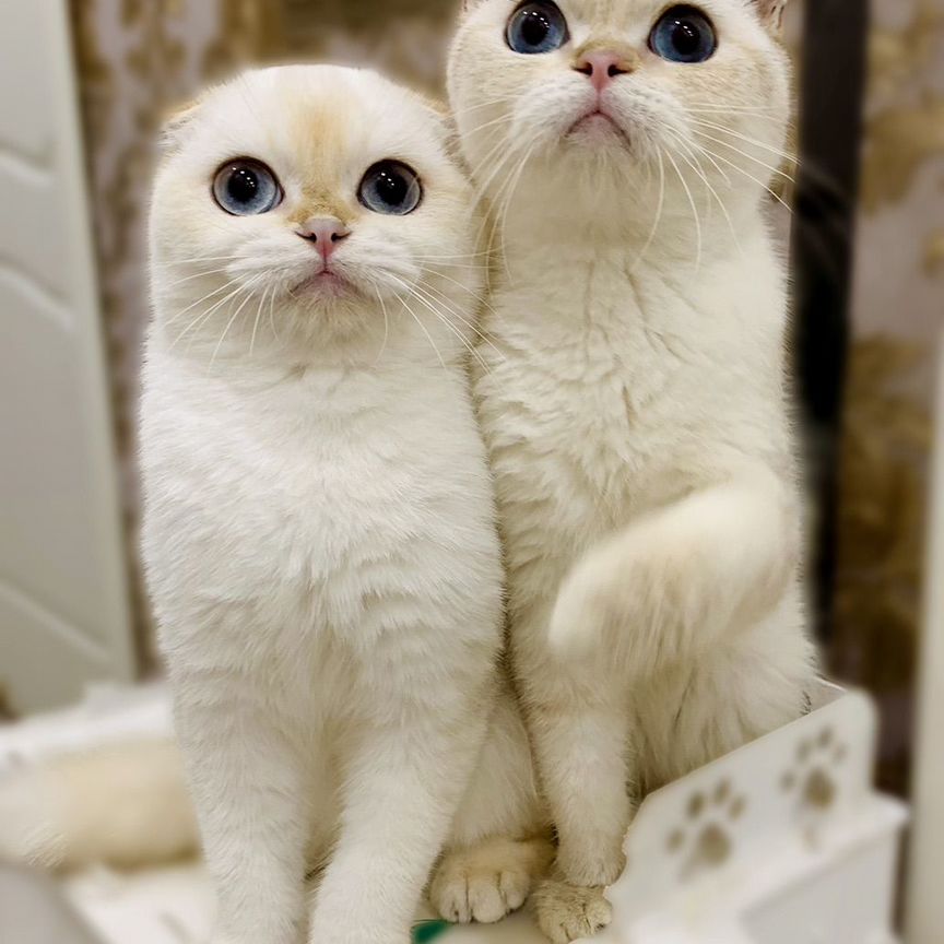 Сладкая парочка