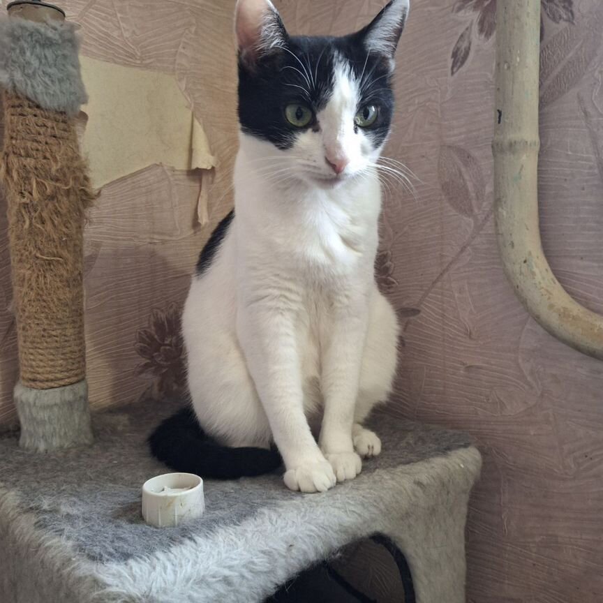 Сима,1,5 года.Стерилизована