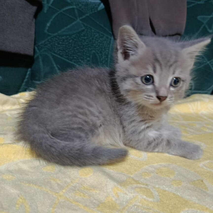 Отдам бесплатно котят в добрые руки