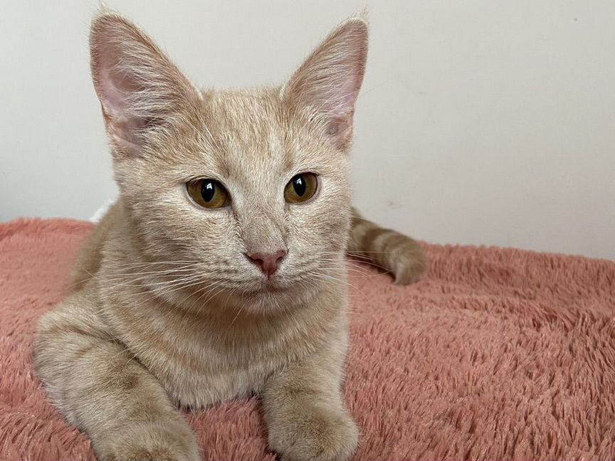 Котенок мальчик Персик