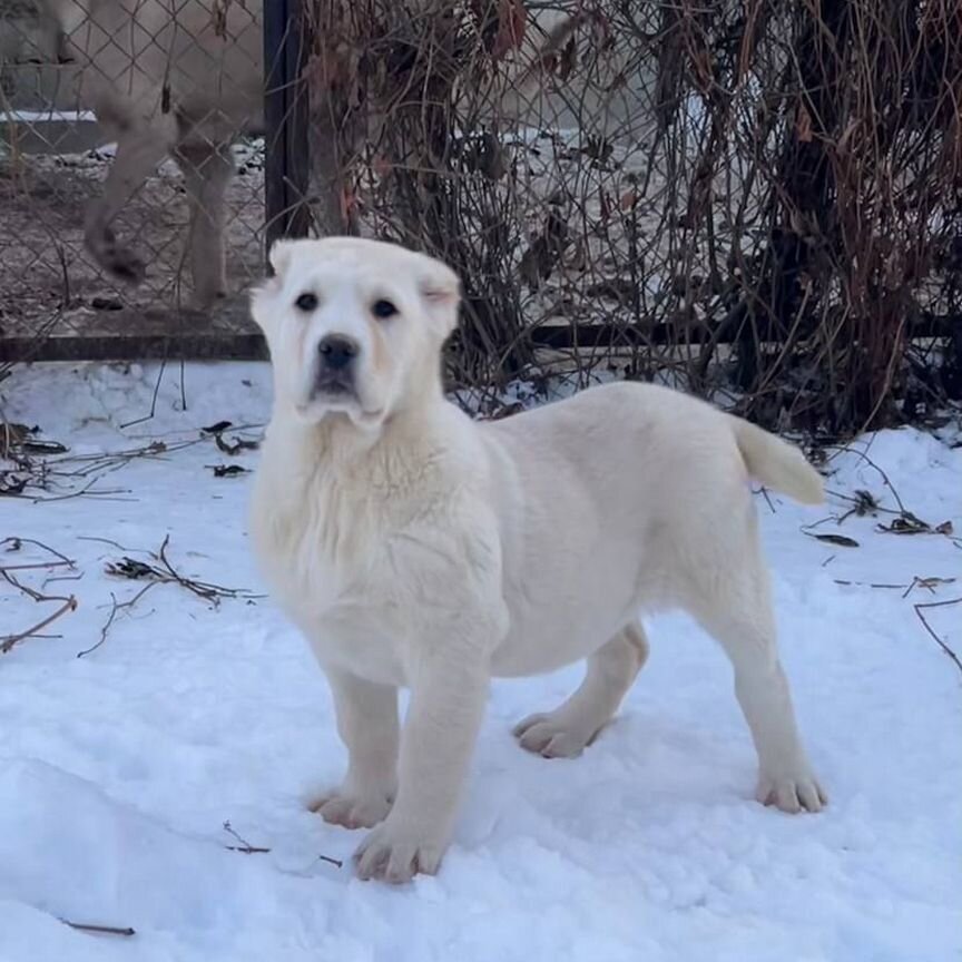 Щенки алабая