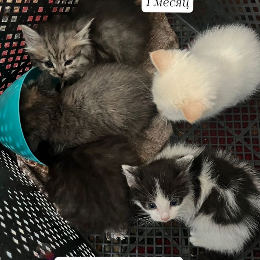 Котёнок в добрые руки