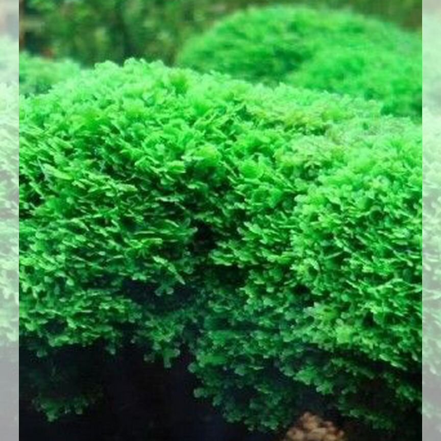 Мох рикардия