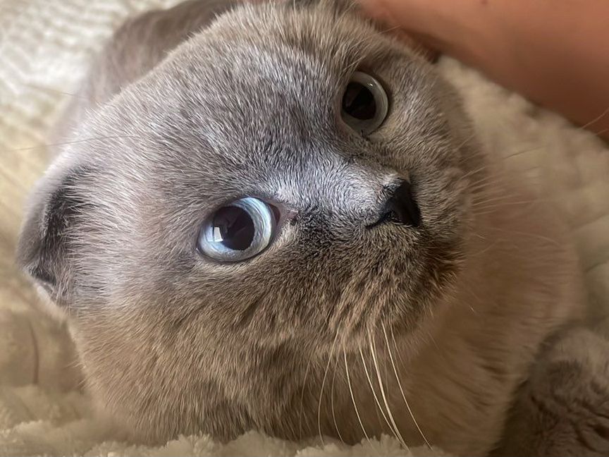 Шотландский кот вязка