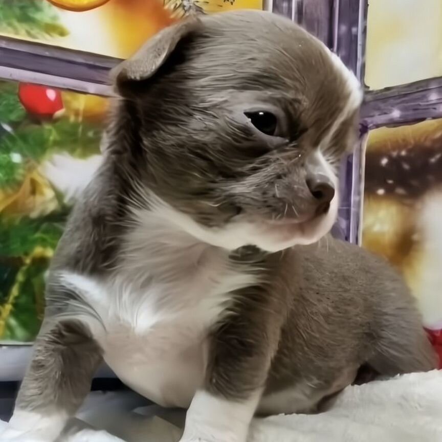 Чихуахуа, щенок