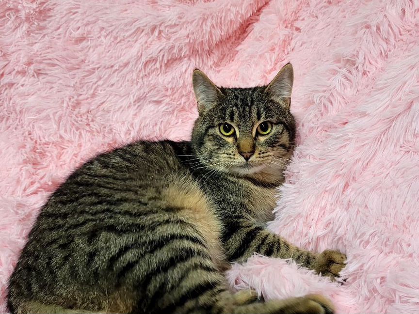 Кот ищет семью